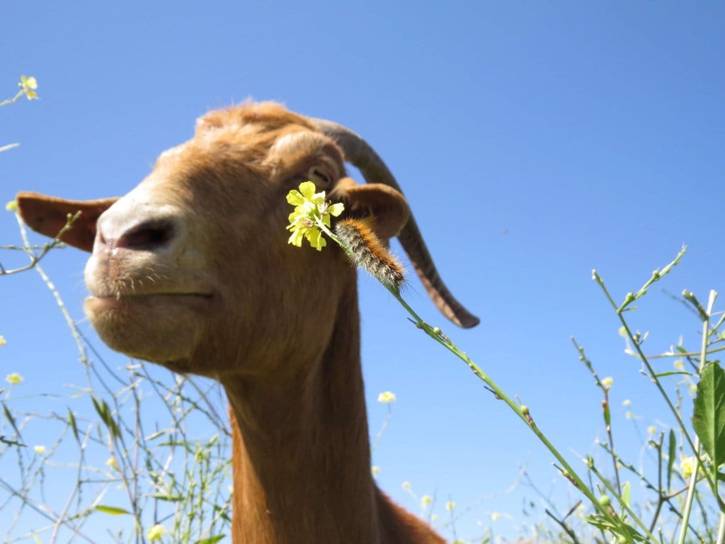 Goat grazing in Israel and Ramat Hanadiv - Ramat Hanadiv