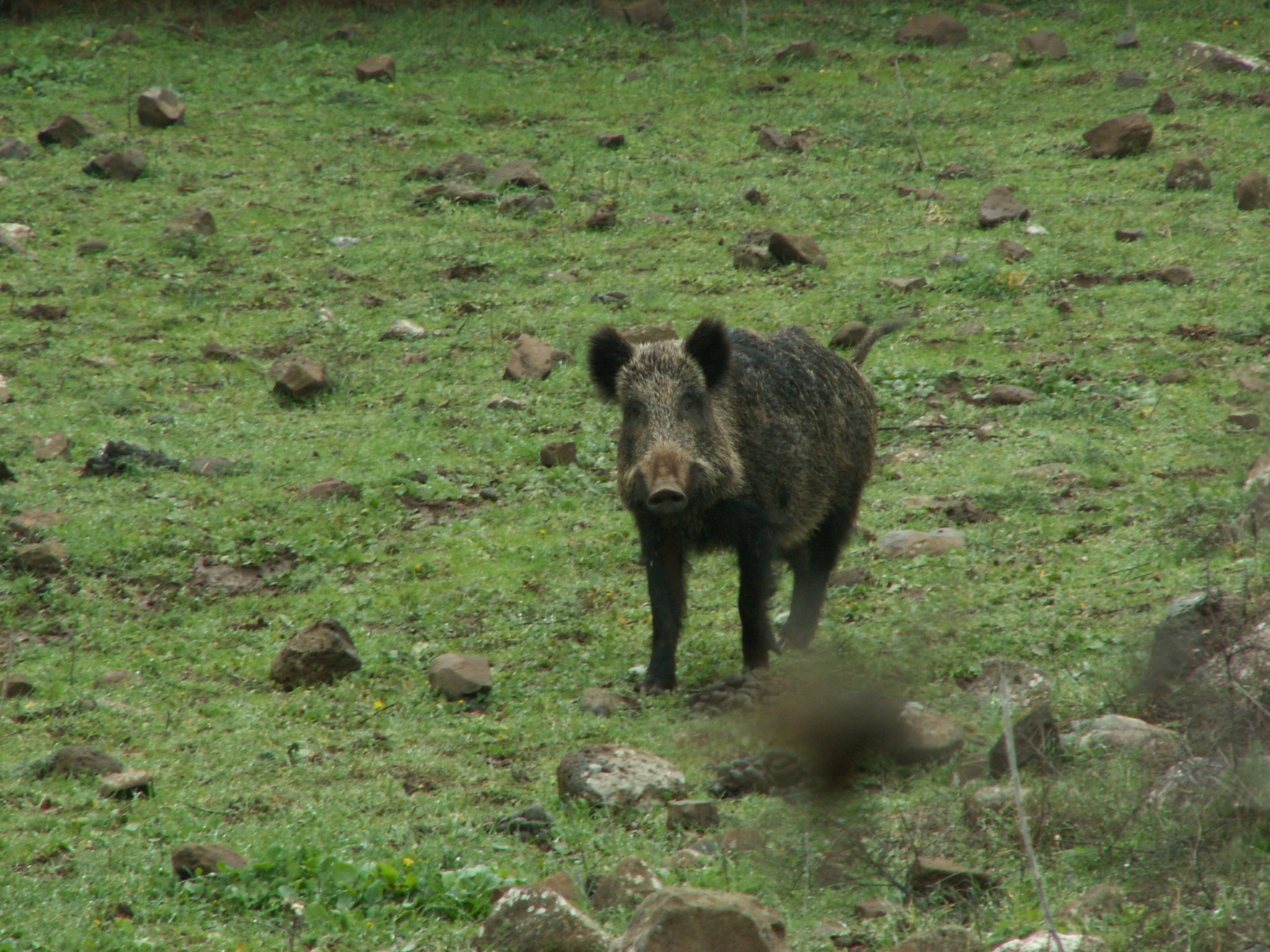 The effects of hunting and landscape structure on wild boar behavior ...