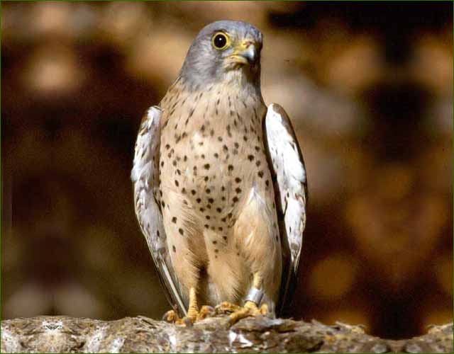 בז אדום - רמת הנדיב פארק טבע בצפון