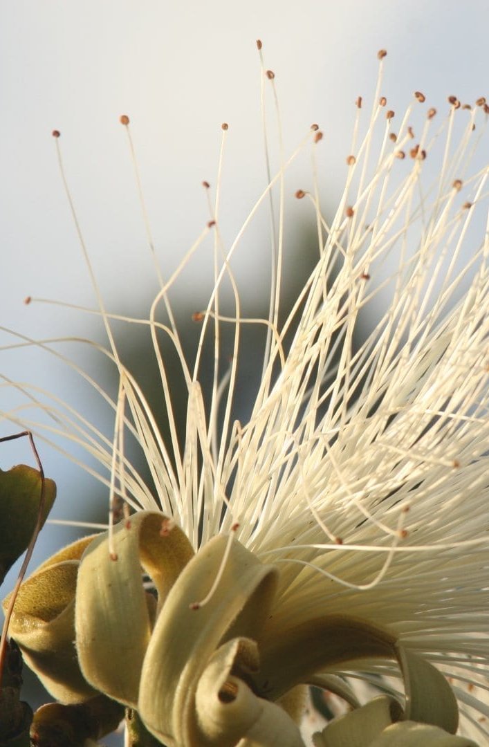 Ramat Hanadiv - Memorial Gardens and Nature Park