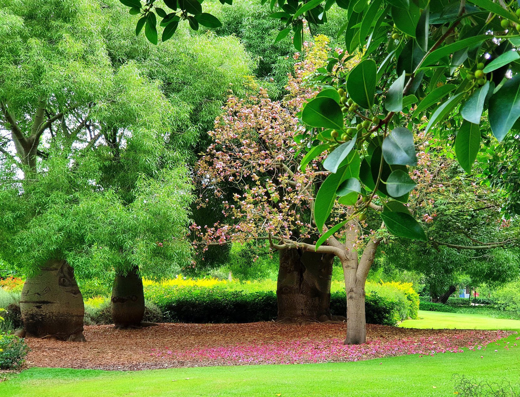 Just For Inspiration – A Self-Guided Trees Tour - Ramat Hanadiv