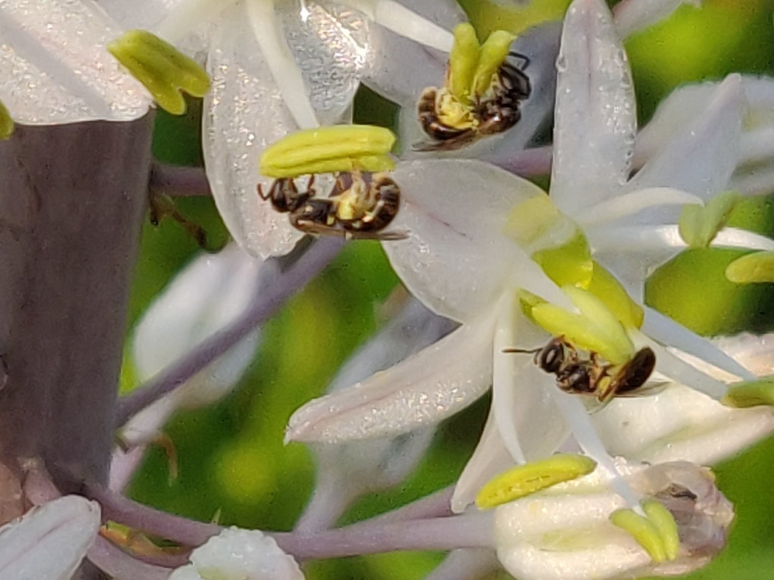 It’s Not Just About the Honey - Ramat Hanadiv