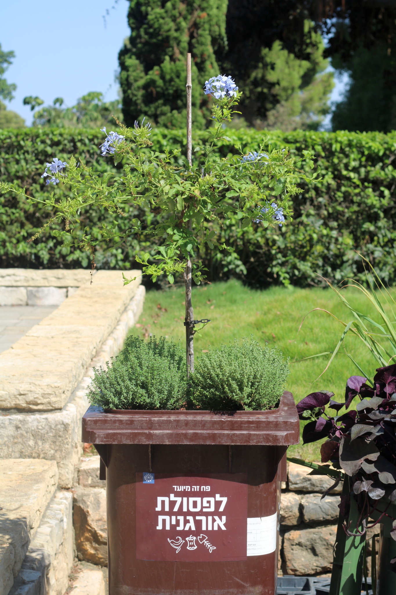 Plantings and Beginnings - Ramat Hanadiv