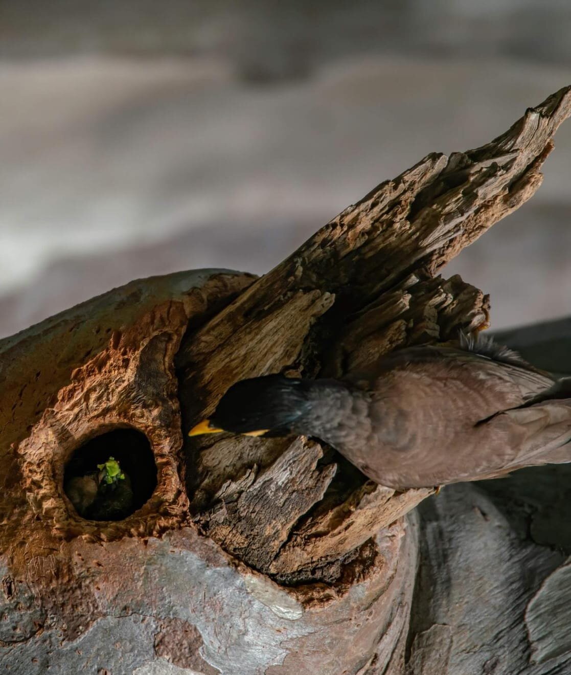 Mitigation of common myna abundance in protected areas - Ramat Hanadiv